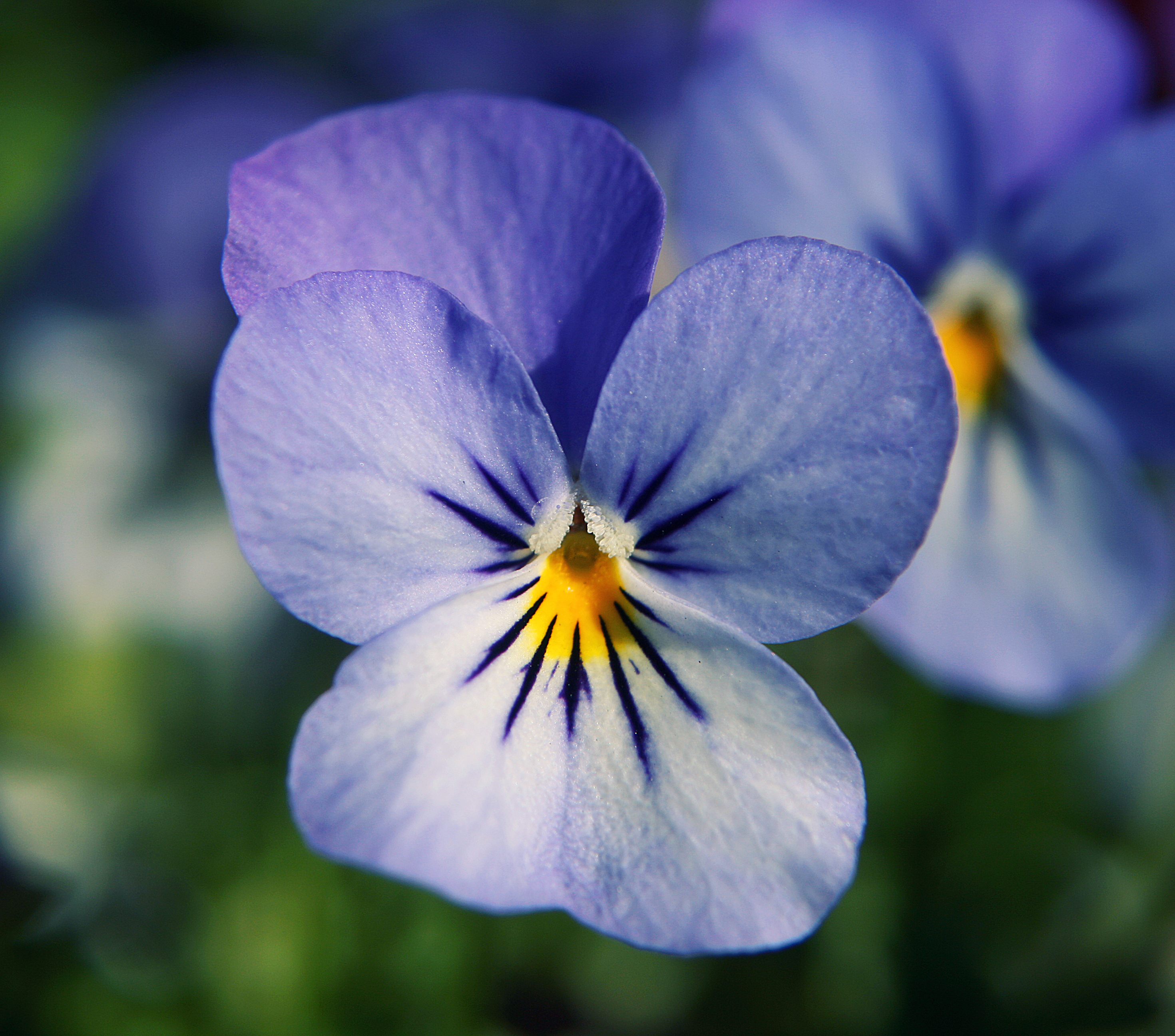 Pansy: Planting, Care & Growing Guide